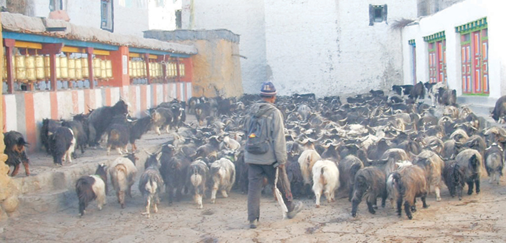 आएनन् तिब्बती च्यांग्रा- अर्थ / वाणिज्य - कान्तिपुर समाचार