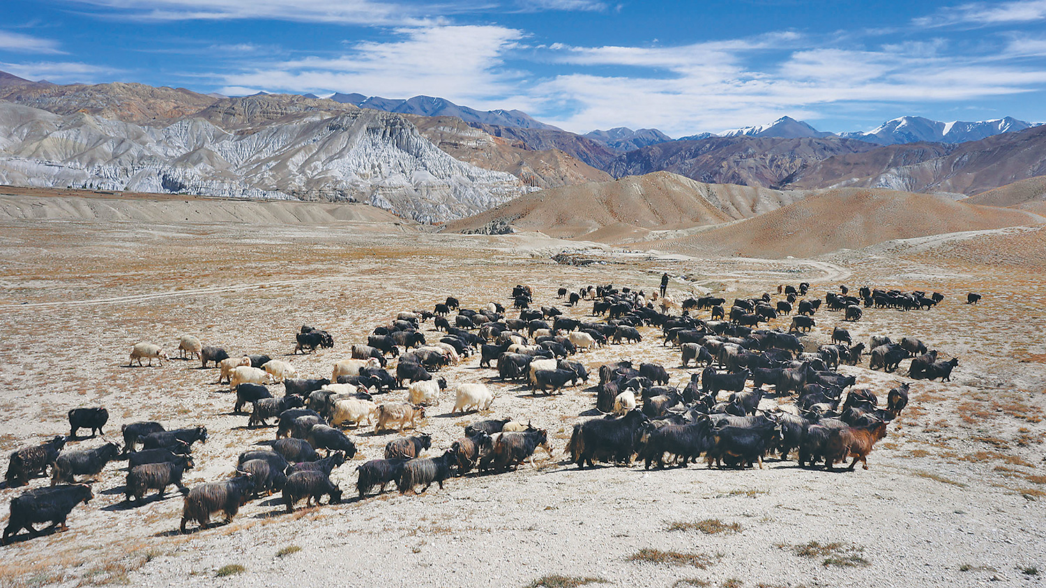 दसैंलाई ल्याउन थालियो मुस्ताङी च्यांग्रा- अर्थ / वाणिज्य - कान्तिपुर समाचार