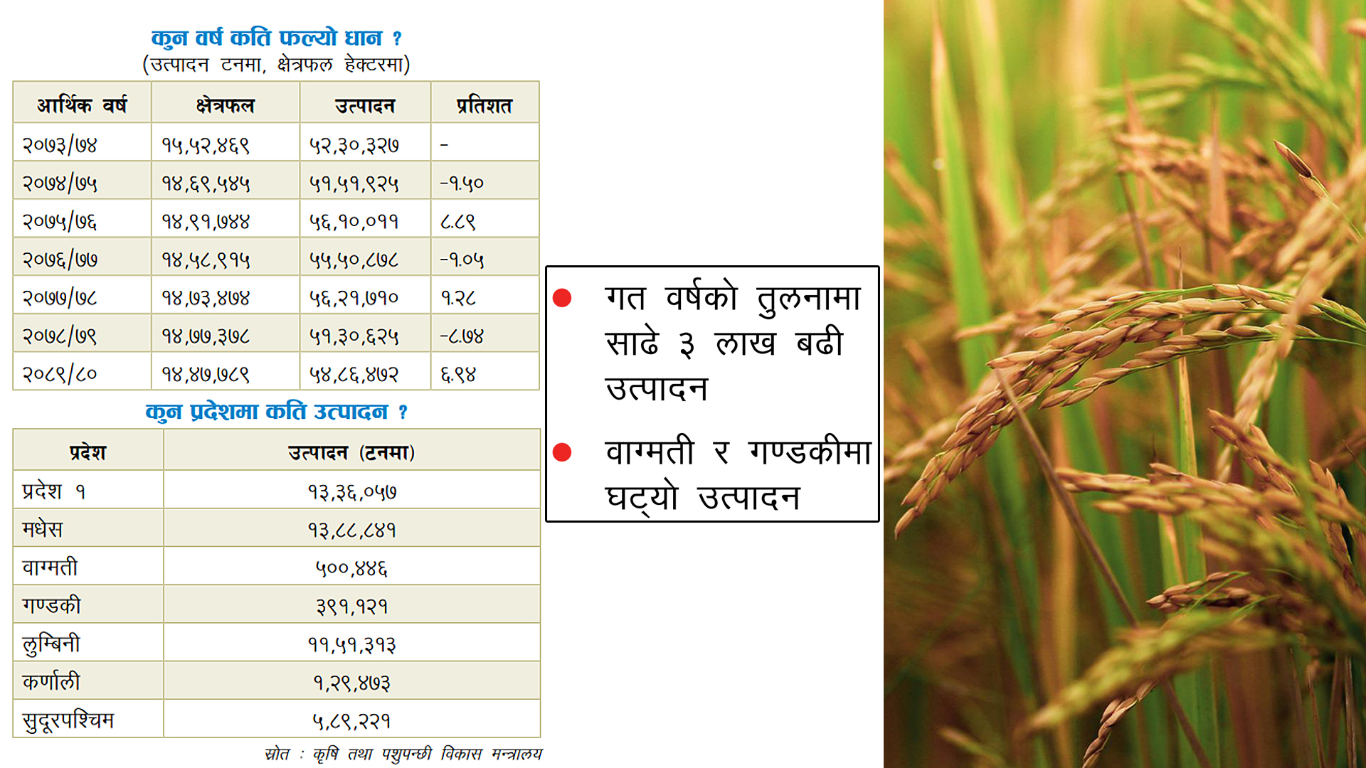 धान उत्पादन पोहोरभन्दा बढ्यो, परारभन्दा घट्यो- अर्थ / वाणिज्य ...