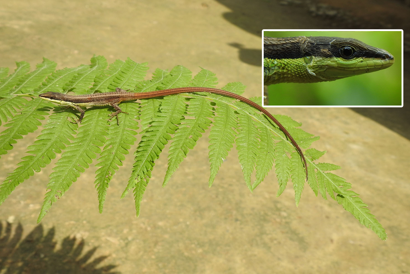 नेपालमा भेटियो छेपारोको नयाँ प्रजाति- समाचार - कान्तिपुर समाचार