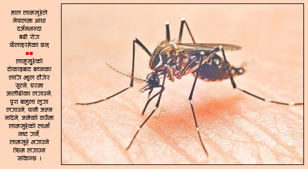 लामखुट्टे : रोगका वाहक- स्वास्थ्य - कान्तिपुर समाचार