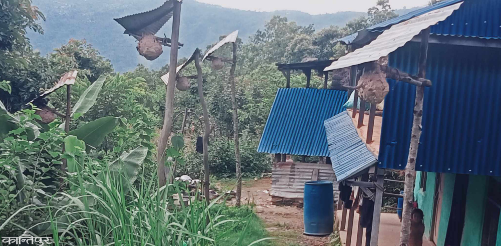 घरैपिच्छे अरिंगाल खेती- समाचार - कान्तिपुर समाचार