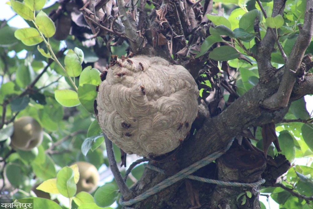 घरैपिच्छे अरिंगाल खेती- समाचार - कान्तिपुर समाचार