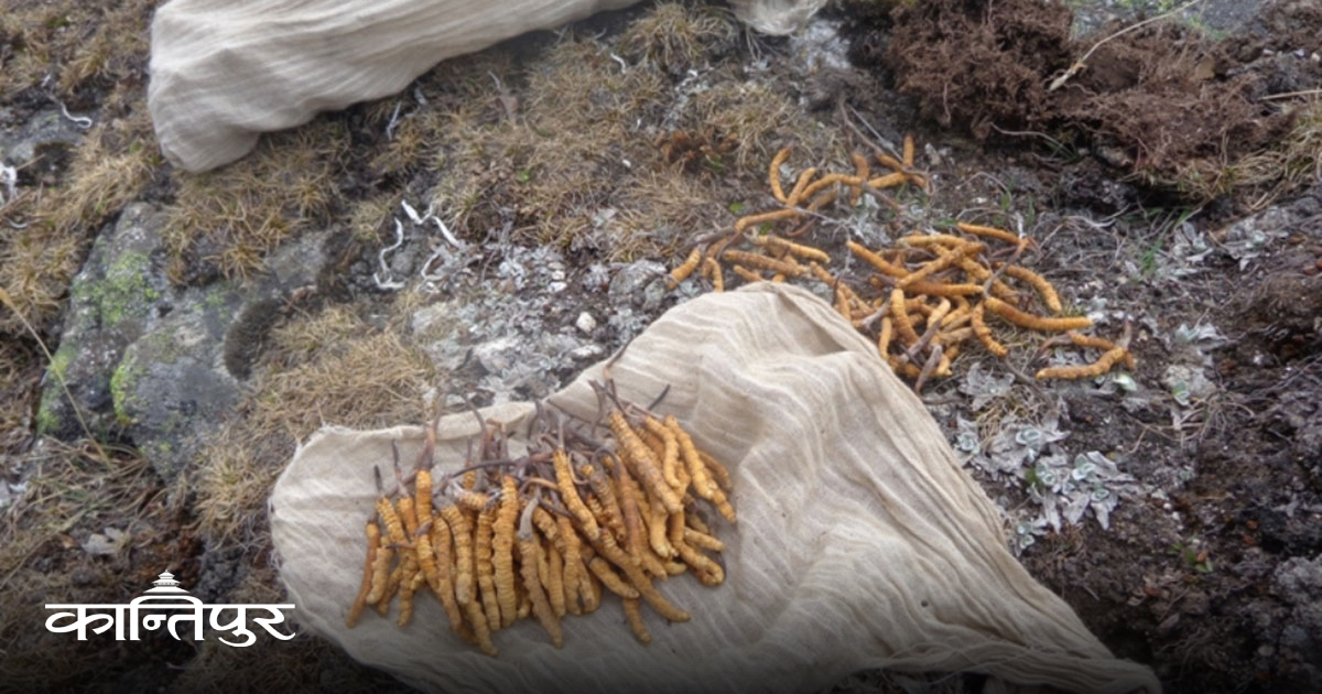 मुगुको यार्सा प्रतिकेजी २८ लाखमा बिक्री- कर्णाली - कान्तिपुर समाचार