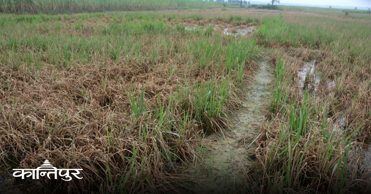 केले सुकायो खेतमै धान ?- अर्थ / वाणिज्य - कान्तिपुर समाचार