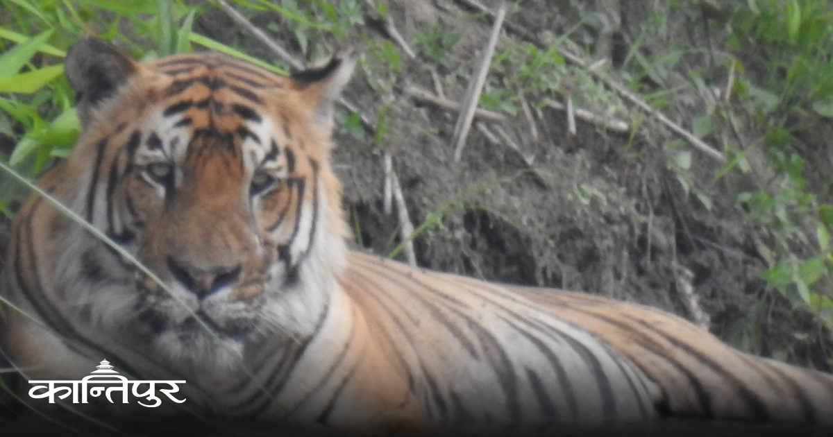 चितवनको सोमेश्वर क्षेत्रमा भेटिए १४ बाघ- समाचार - कान्तिपुर समाचार
