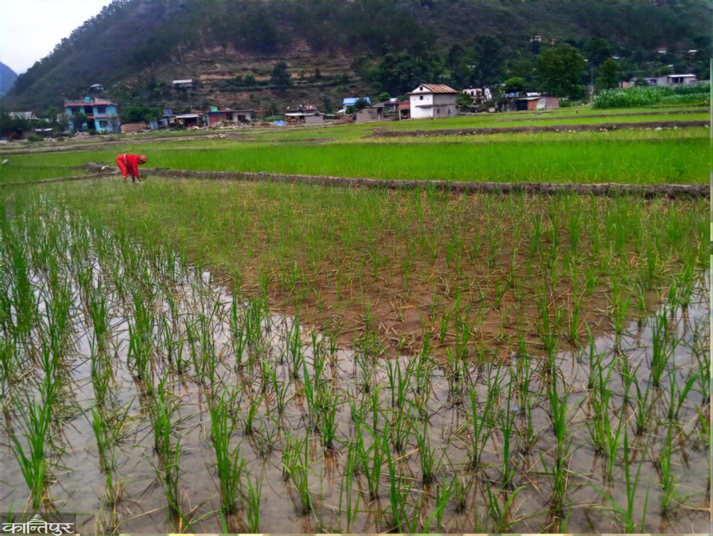 Paddy withered due to root rot disease - कान्तिपुर