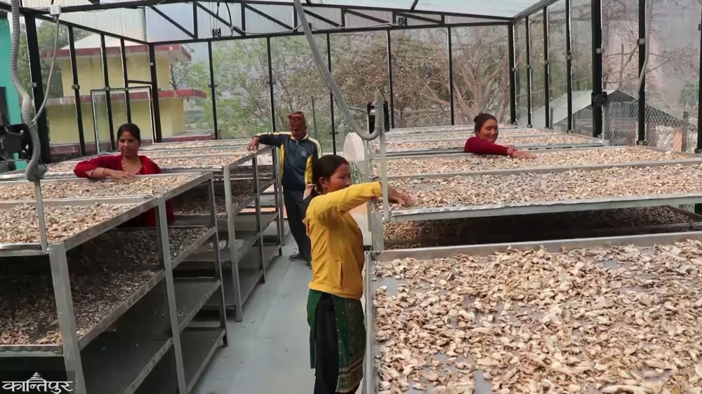 Palpa ginger reaches Europe- अर्थ / वाणिज्य - कान्तिपुर समाचार