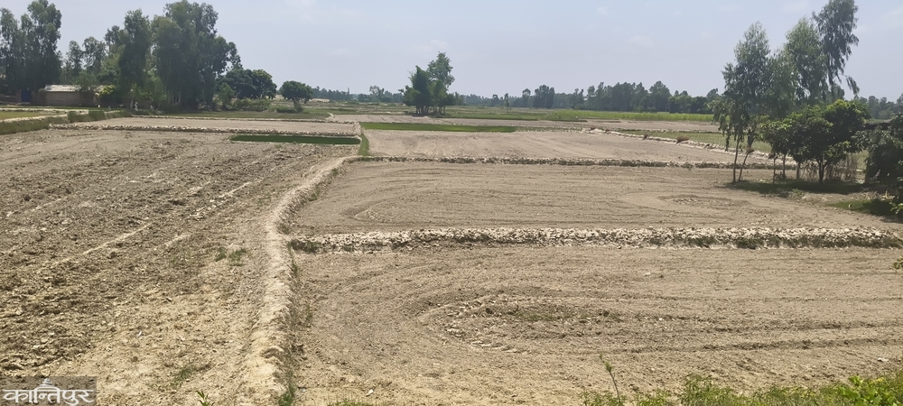 रोपो सुक्न थालेपछि किसानलाई चिन्ता- मधेश - कान्तिपुर समाचार