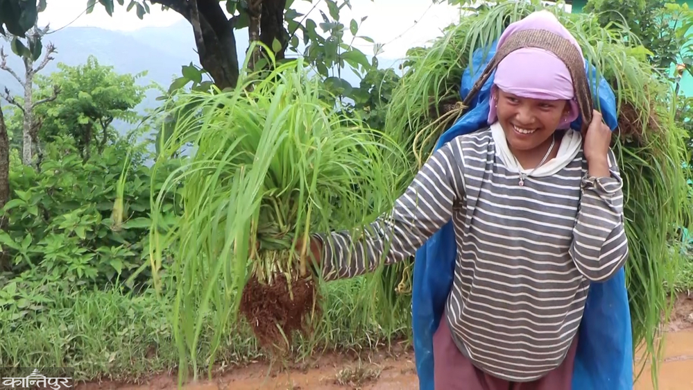 पाल्पाको हुमीनमा कोदो रोपाइँ महोत्सव- लुम्बिनी - कान्तिपुर समाचार