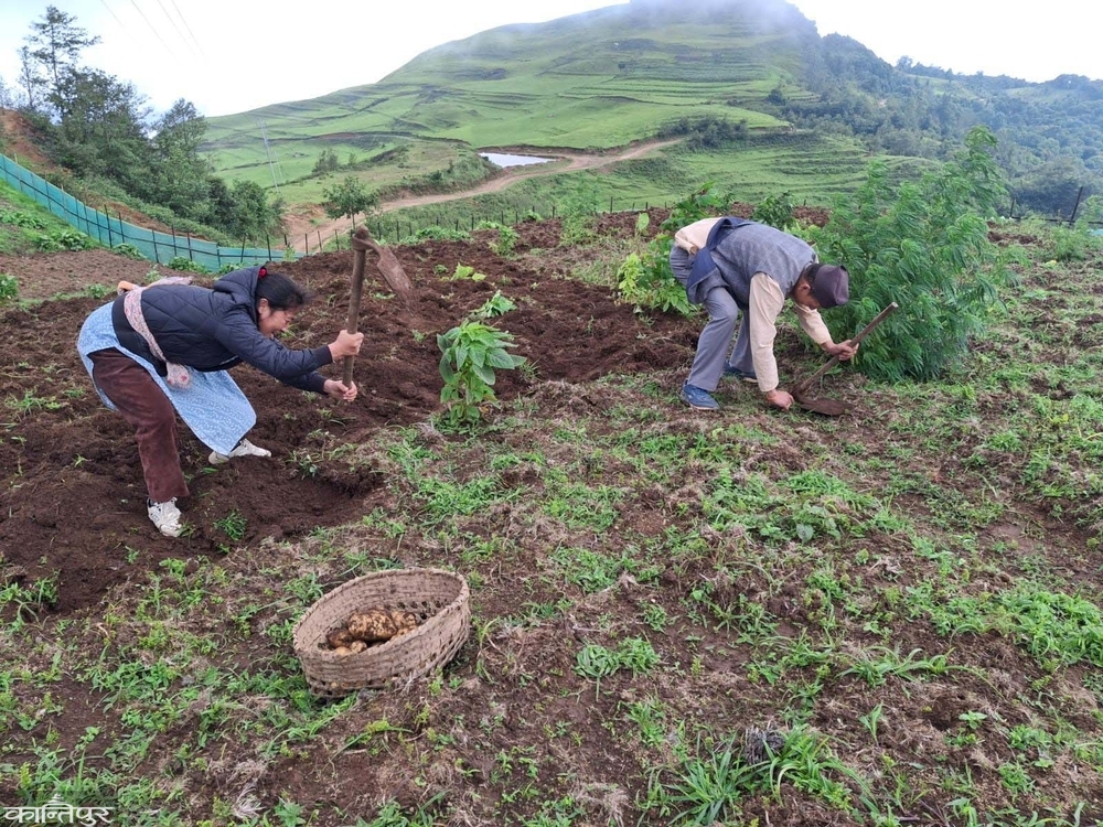 आफैले ६० रोपनीमा लगाएको आलु खन्दै जन्तेढुंगा गाउँपालिका- कोशी ...