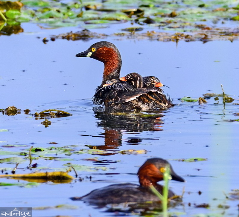 Raithane Chara is busy- समाचार - कान्तिपुर समाचार