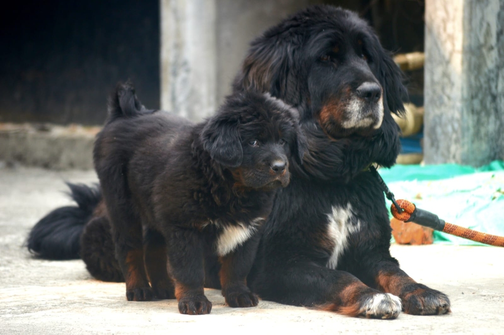 International recognition of Bhote dog of Nepal- समाचार - कान्तिपुर समाचार
