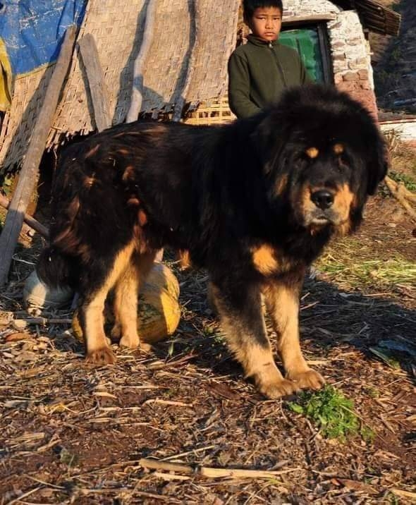 International recognition of Bhote dog of Nepal- समाचार - कान्तिपुर समाचार