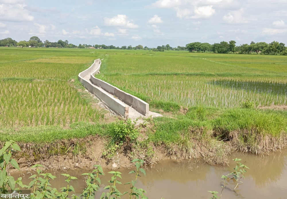 Even in drought, Madhesh is dry: chapakal is dry, rice is in the field ...